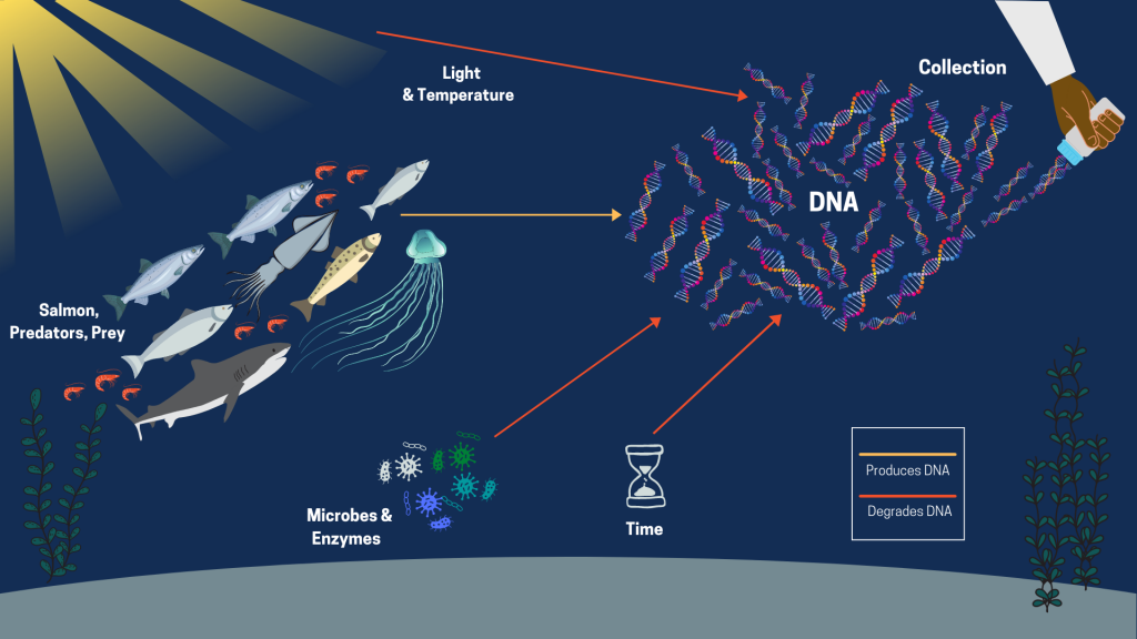 eDNA Article – International Year of the Salmon