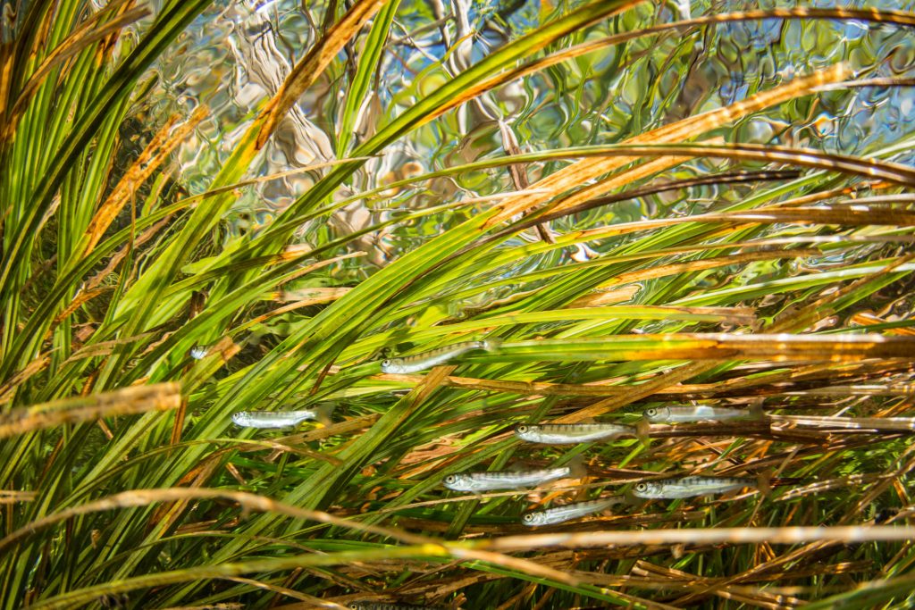 chum-fry-in-marginal-grasses – International Year of the Salmon